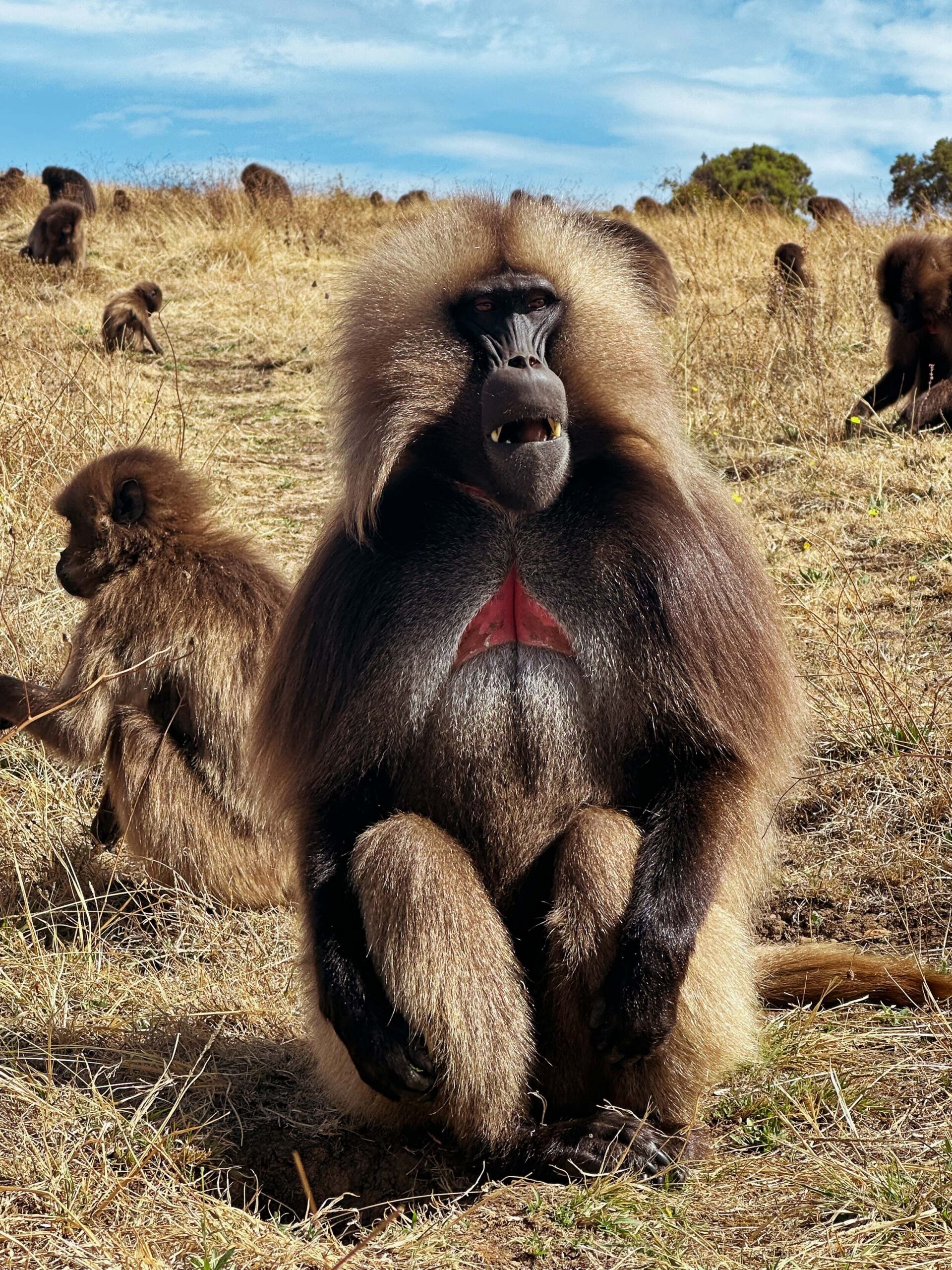 A Breathtaking Encounter with Gelada Baboons in the Simien Mountains